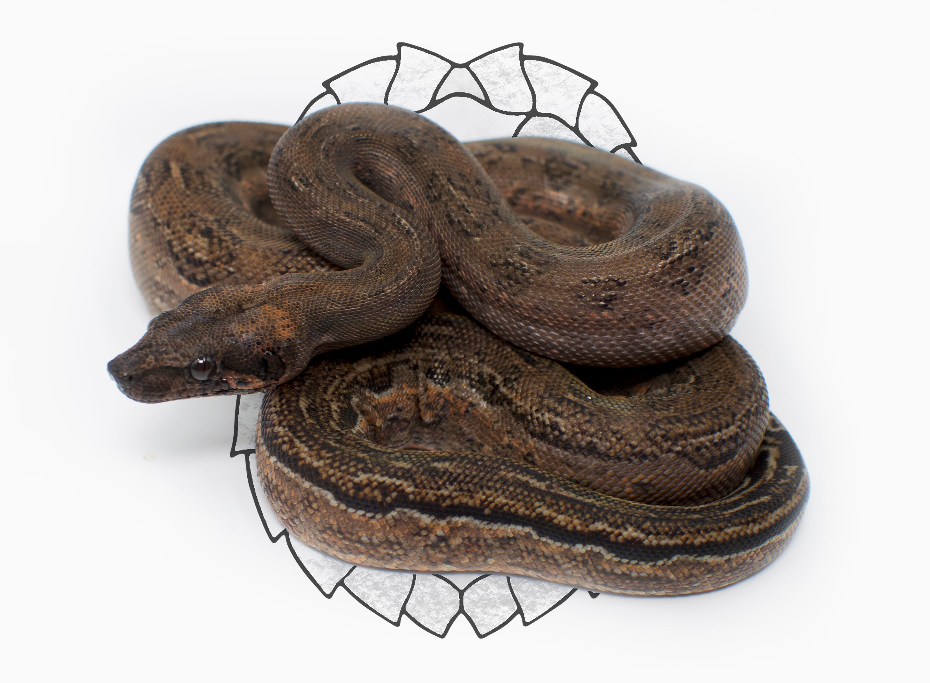Boas, Colubrids, and Pythons For Sale | Live Arrival Guarantee – Modern ...