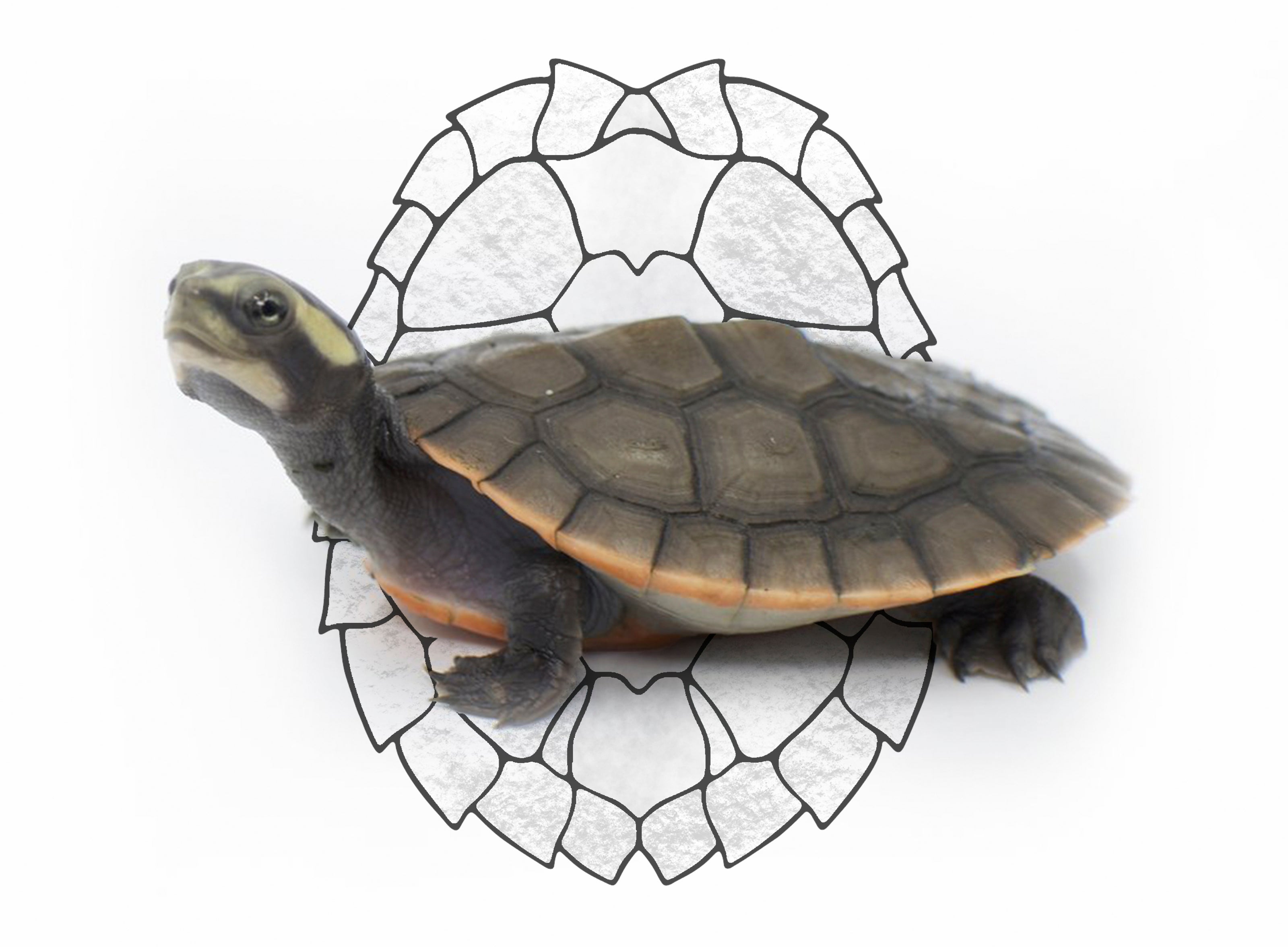 Turtles and Tortoises For Sale | Live Arrival Guarantee – Modern Reptile