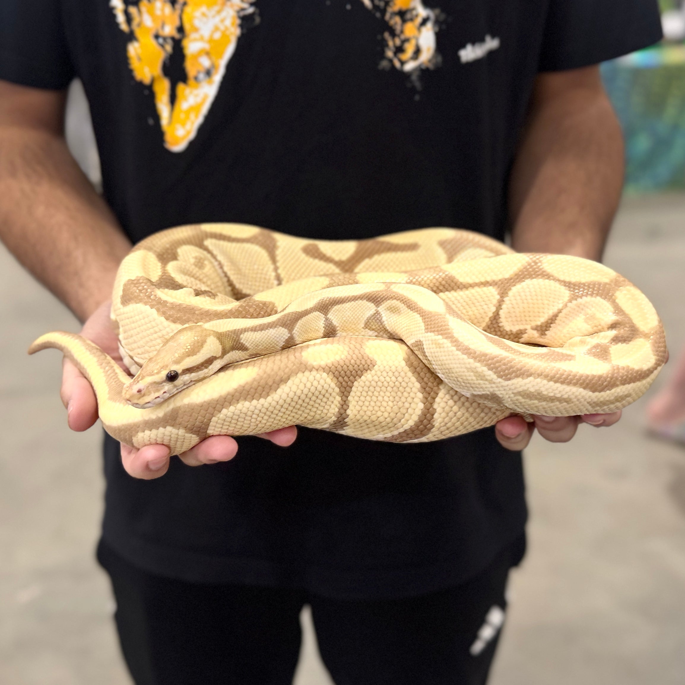 Candy Ball Python For Sale - Modern Reptile