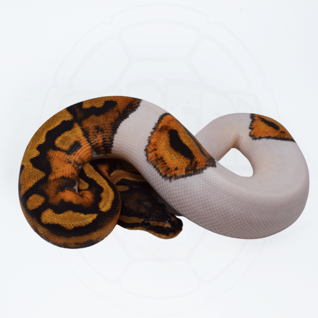 Pied Ball Pythons For Sale | Modern Reptile Shop