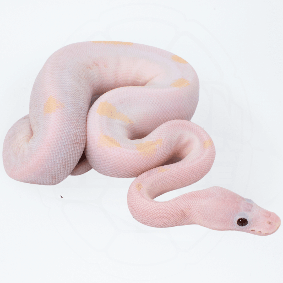 Super Fire Black Eyed Lucy Ball Pythons For Sale | Modern Reptile Shop