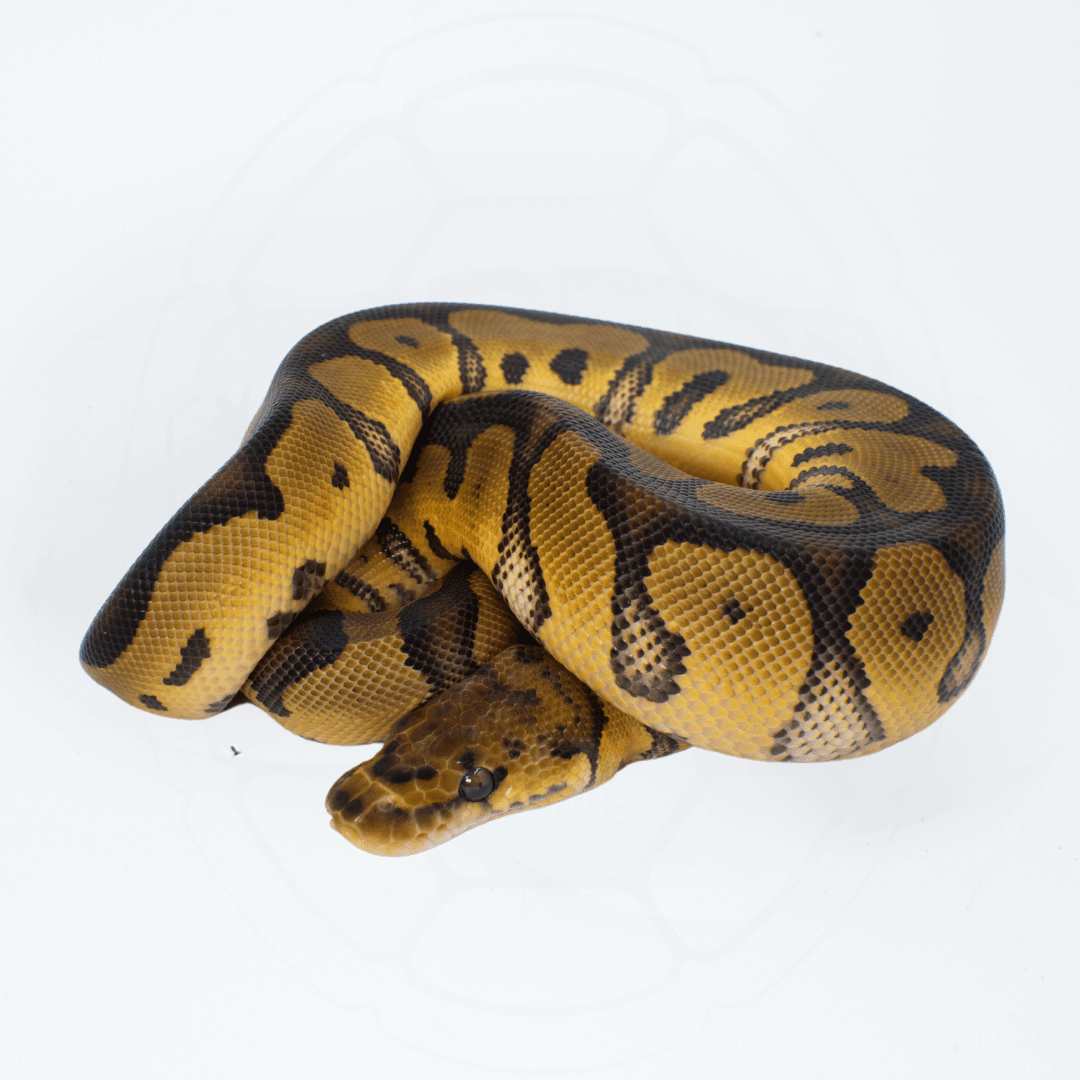 Clown Ball Pythons For Sale | Modern Reptile Shop