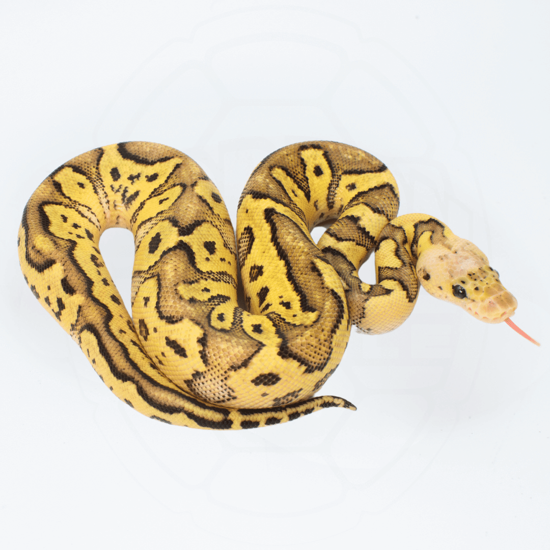 GHI Fire/Vanilla Pastel Clown Ball Pythons For Sale | Modern Reptile Shop