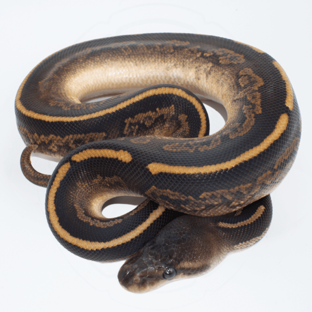 Mahogany Cinnamon Het Ultramel Ball Pythons For Sale | Modern Reptile Shop