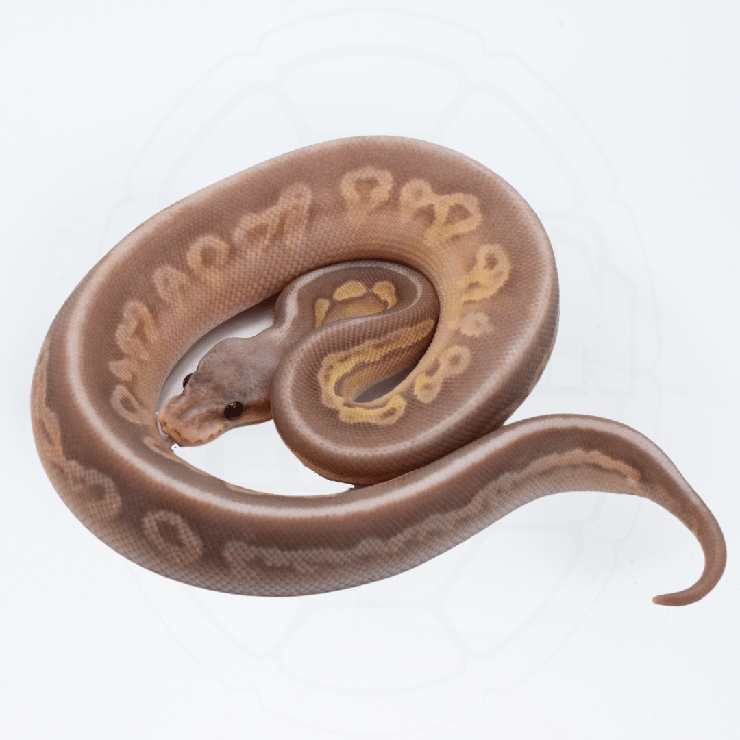 Ball Pythons For Sale | Modern Reptile Shop