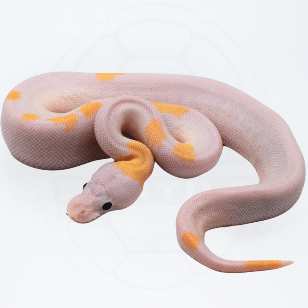 Ball Pythons For Sale | Modern Reptile Shop