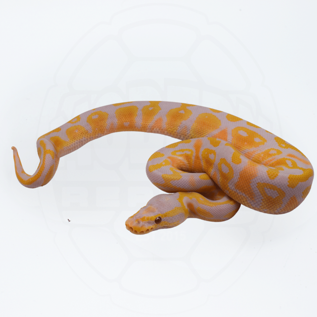 Ball Pythons For Sale | Modern Reptile Shop