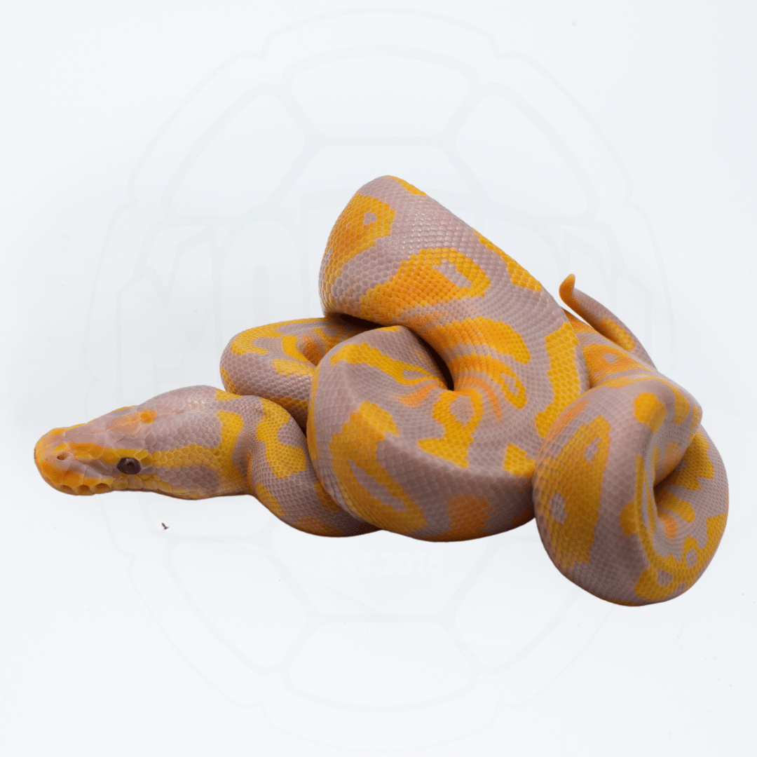 Ball Pythons For Sale | Modern Reptile Shop