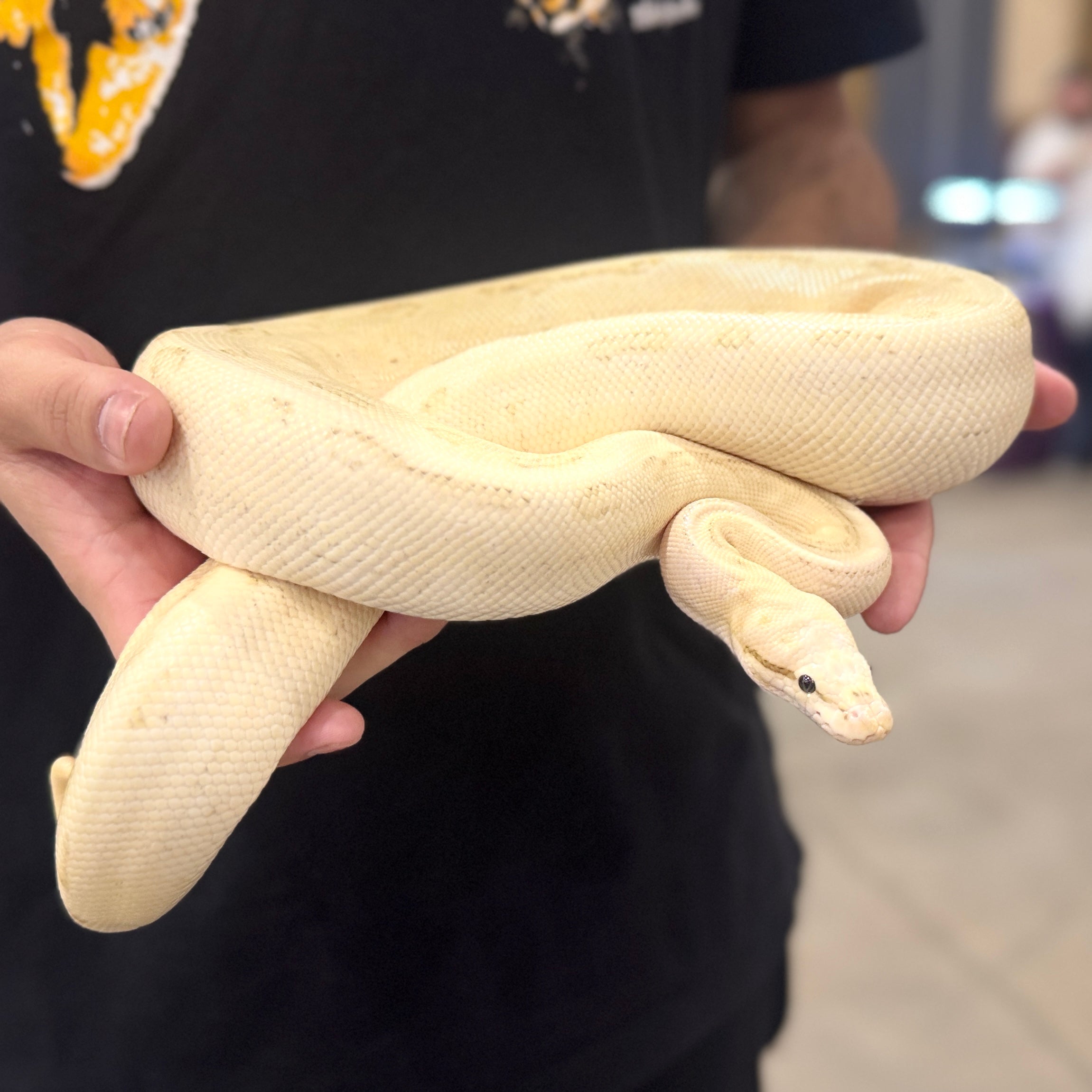 OD Pin Cream Ball Python For Sale - Modern Reptile