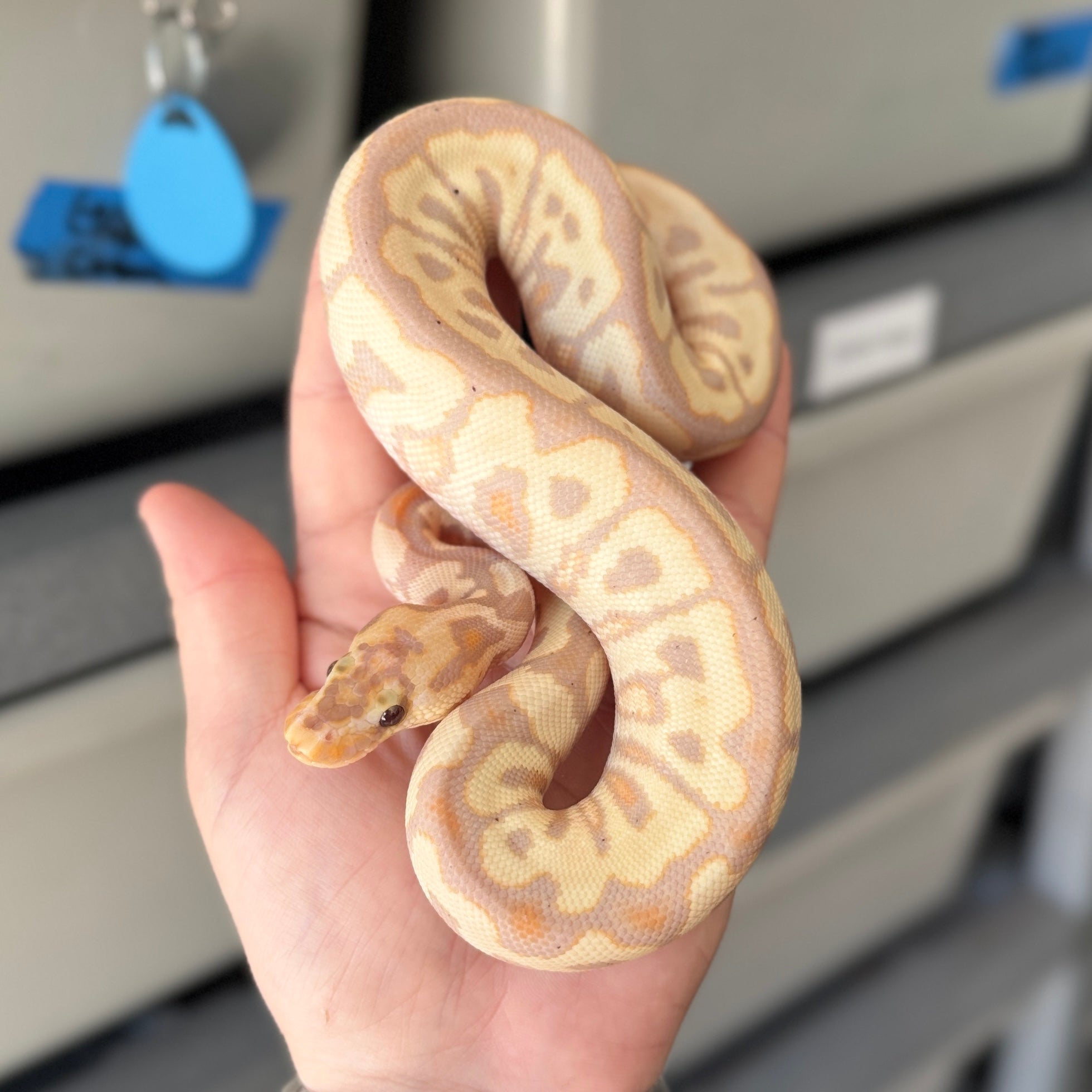 Bananan Russo Spotnose Clown Ball Python For Sale - Modern Reptile