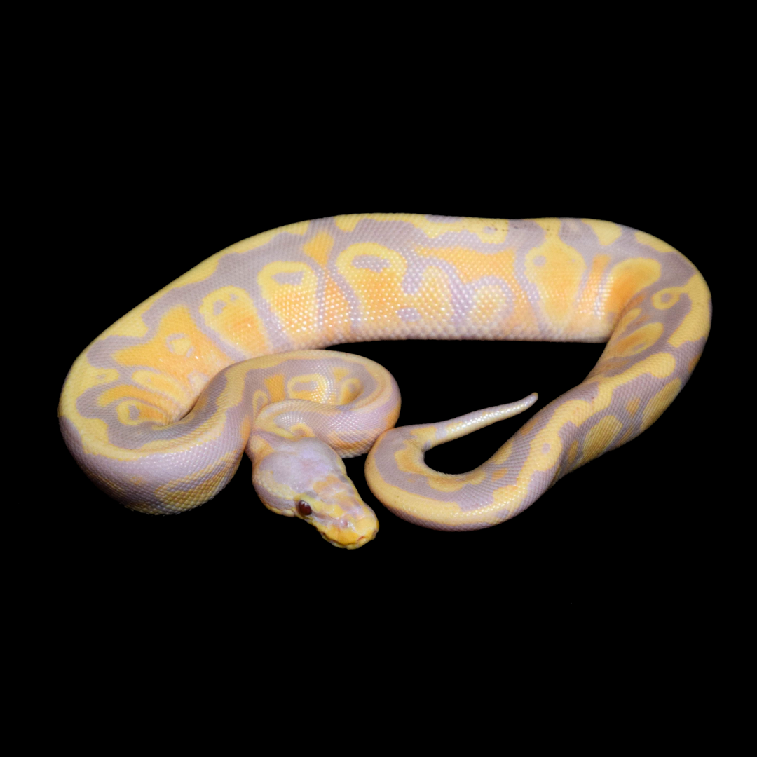 Ball Pythons For Sale | Modern Reptile Shop