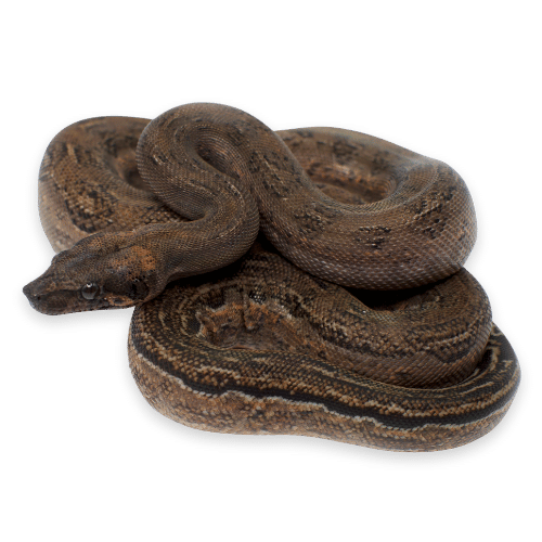 Ball Pythons For Sale | Modern Reptile Shop