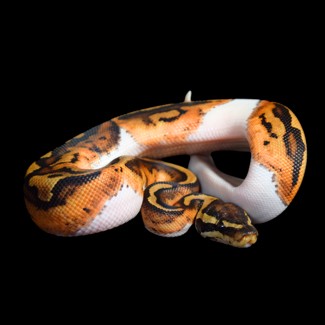 Pied Ball Pythons For Sale | Modern Reptile Shop
