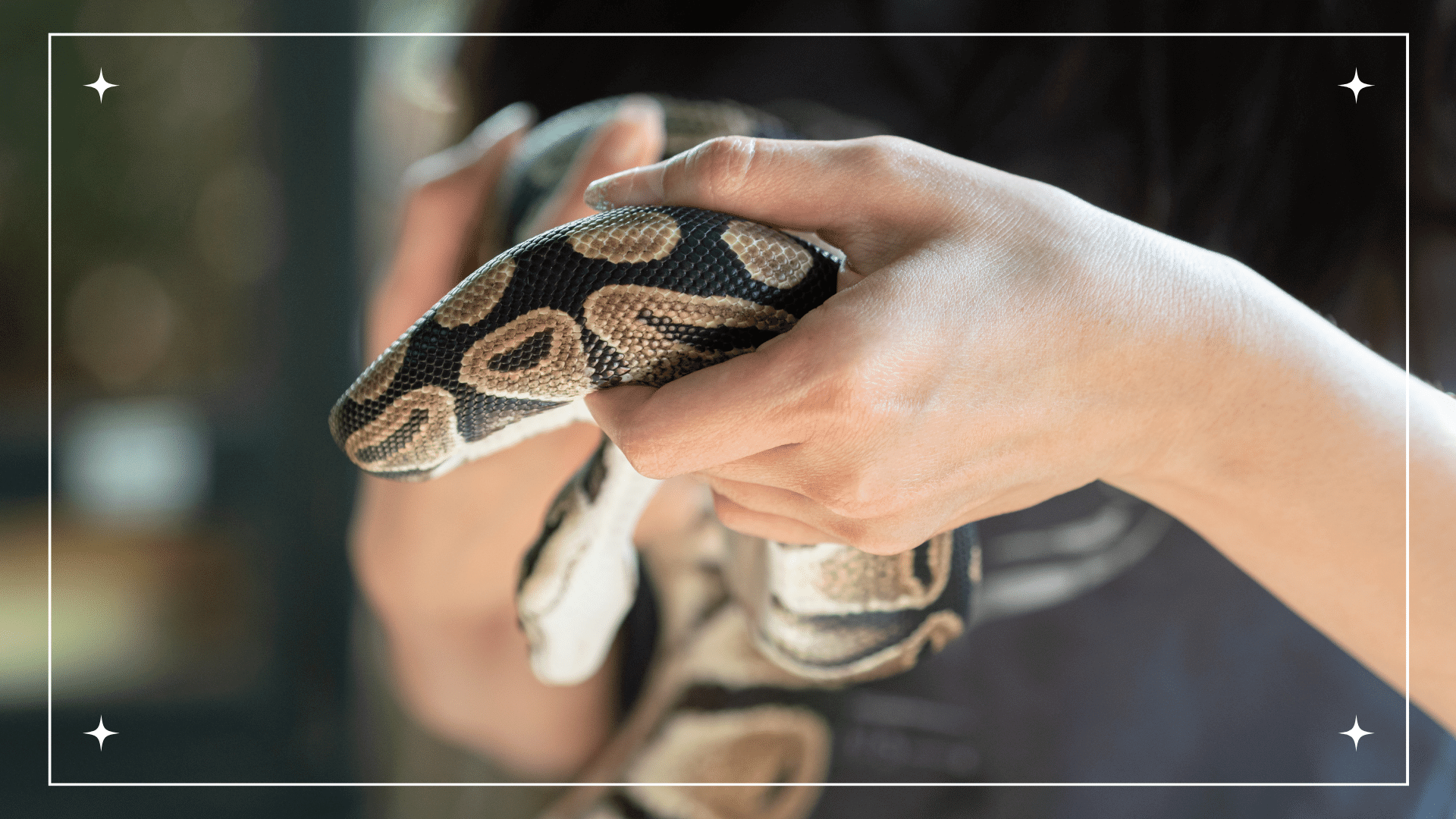 Reptile Zoo Showcases in Orlando – Modern Reptile