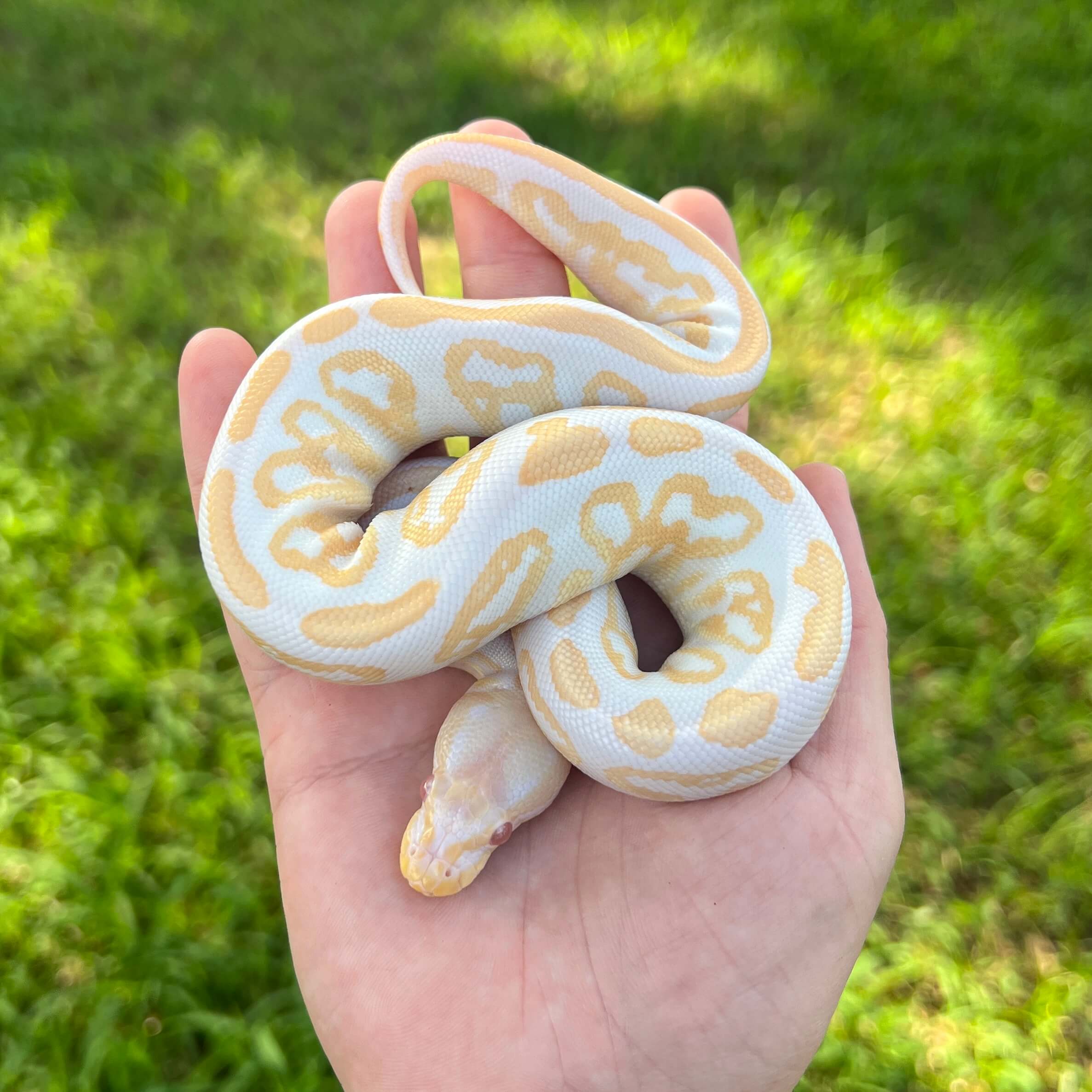 Black Pastel Ball Python