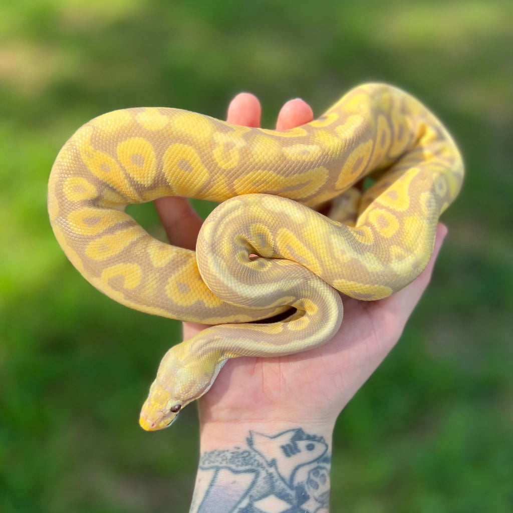 Pewter Ball Python