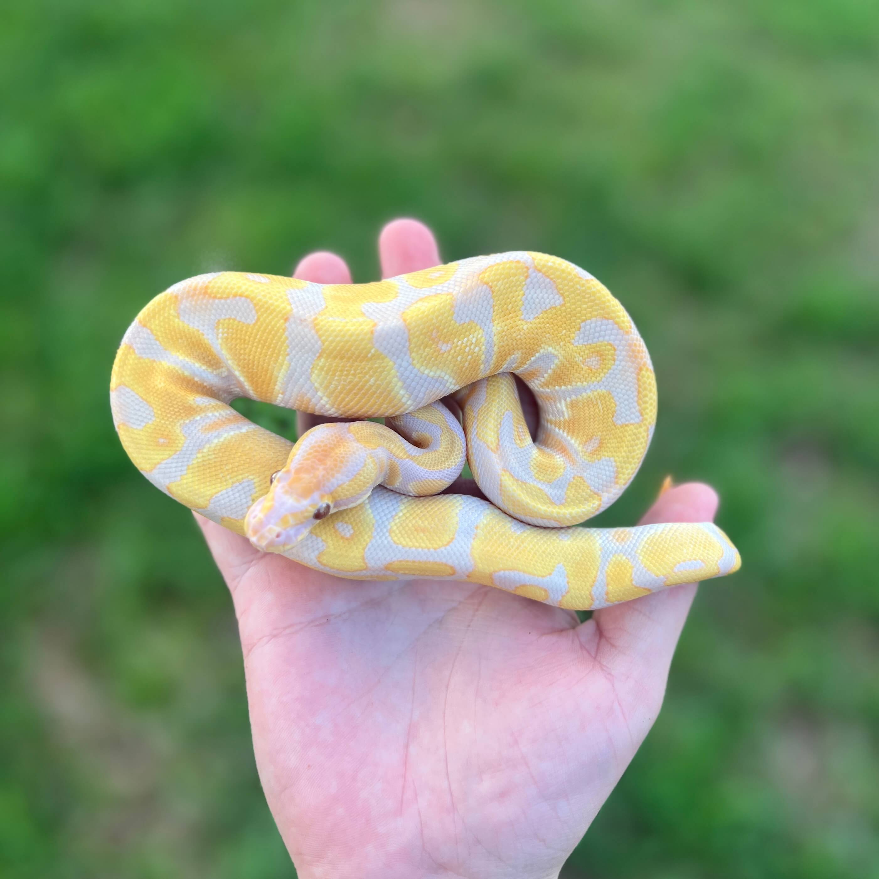 Pewter Pied Ball Python